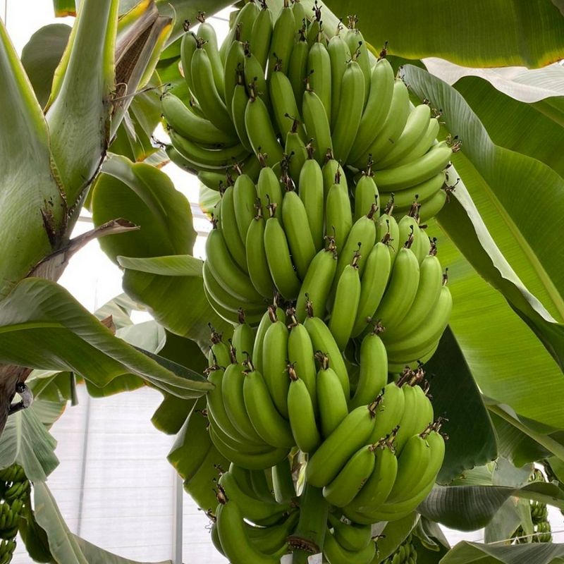Banana Greenhouse