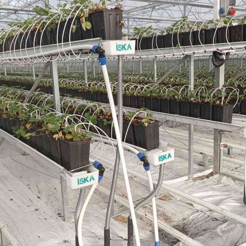 Soilless Strawberry Greenhouse